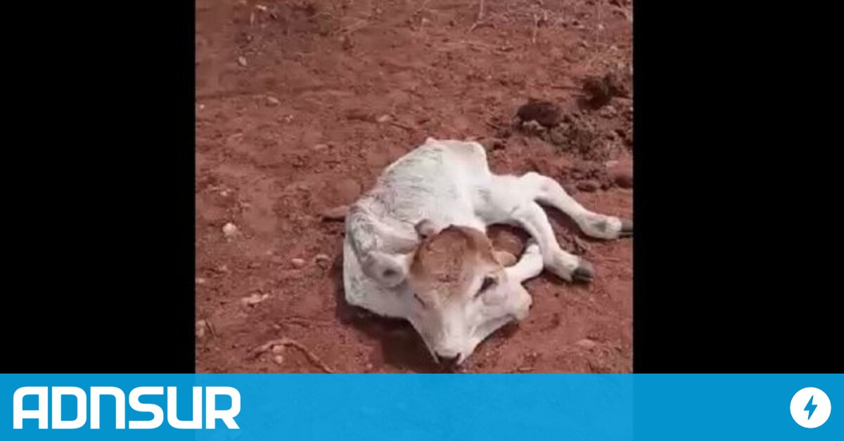 Extraño suceso en Brasil: filman el nacimiento de un ternero con dos ... Extraño suceso en Brasil: filman el nacimiento de un ternero con dos ...
